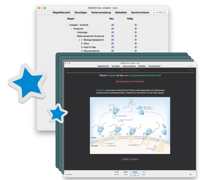 Add-on für Anki-Karteikarten | AMBOSS